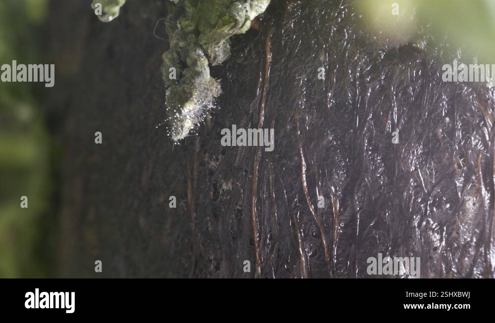 Bacteria fungi Stock Videos & Footage - HD and 4K Video Clips - Alamy