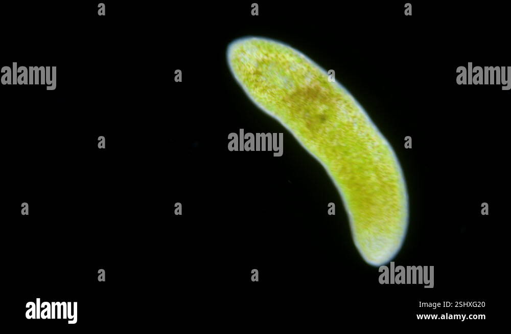 Worm Turbellaria, order Acoela under a microscope. Indian ocean Stock ...