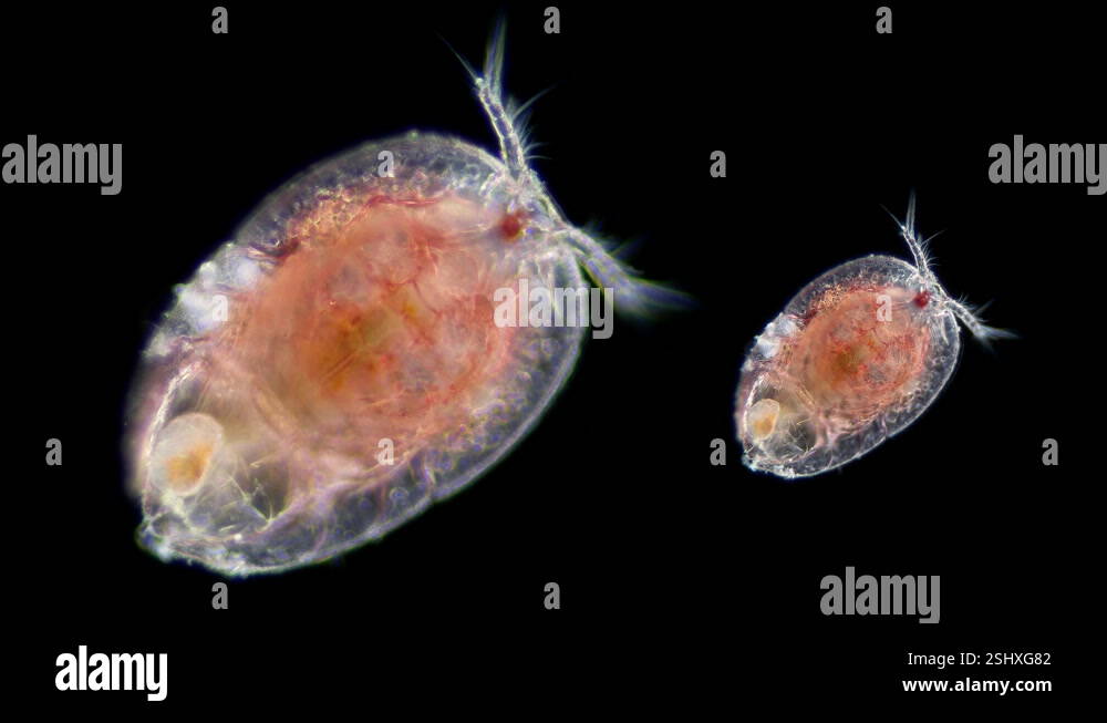 Crustacea of family Porcellidiidae under microscope, Harpacticoida ...