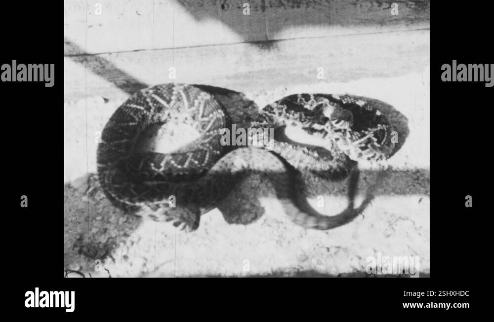 1940s: A couple of snakes, Zookeeper holding a small snake. Alligator ...