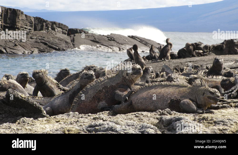 Galapagos animals - Marine Iguana and Flightless cormorant at Punta ...