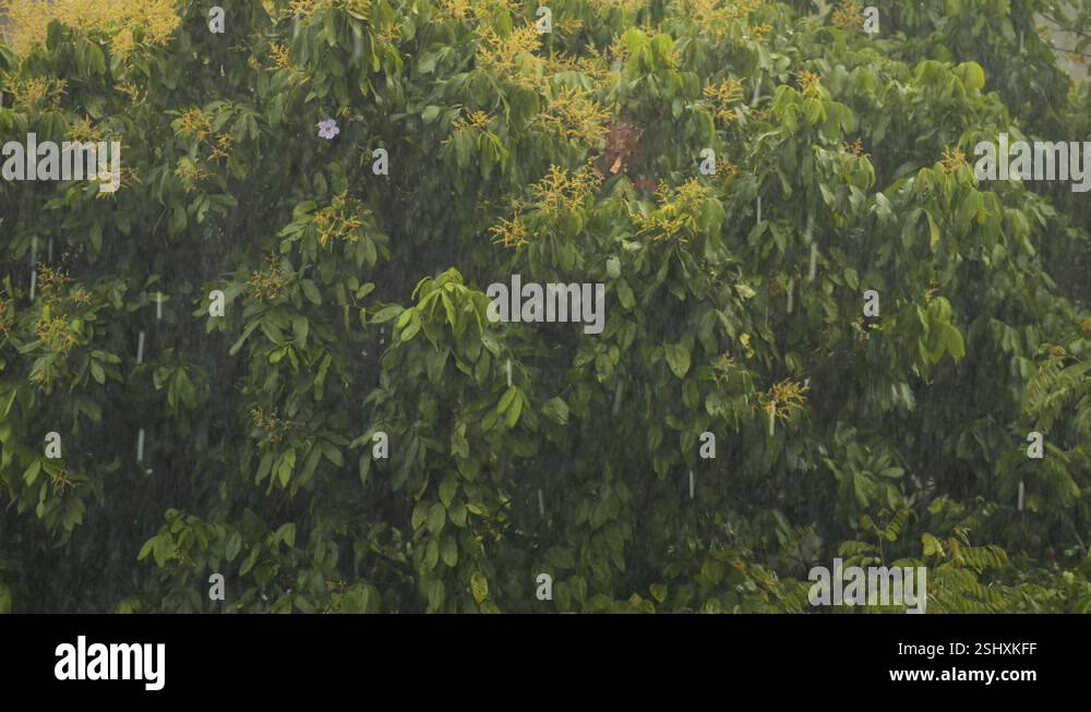 Heavy tropical rain with hail, strong rainstorm typhoon in Chiang Mai ...