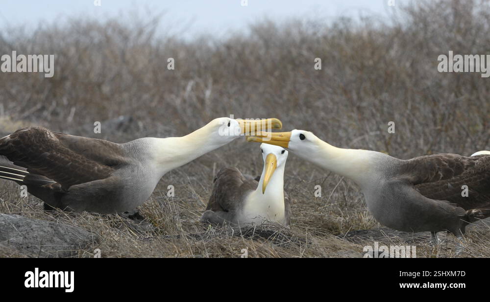 Galapagos Albatross aka Waved albatrosses mating dance courtship ritual ...