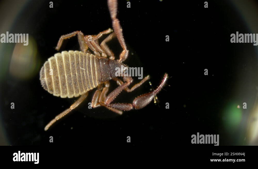 Pseudoscorpionida under microscope, family Cheliferidae,Chelifer ...