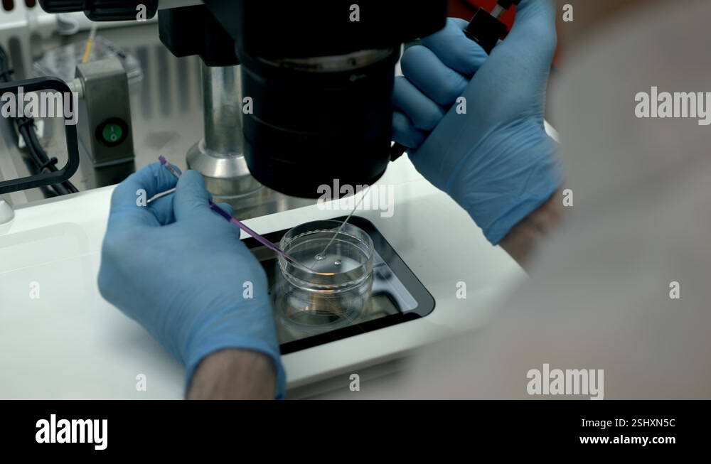 Diagnostic of the human embryo sample under the laboratory microscope ...