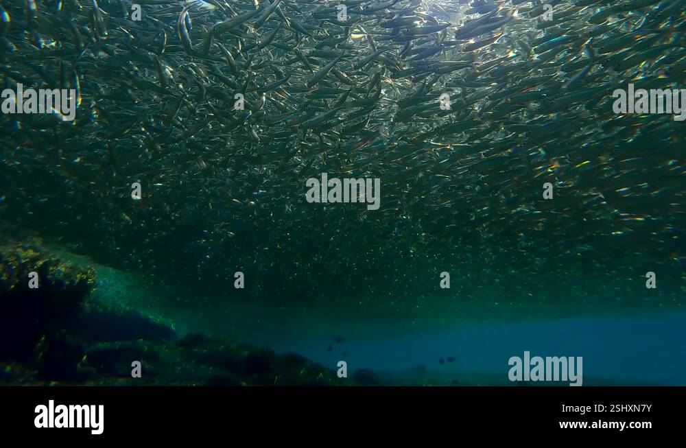 Numerous shoal of fish Hardyhead Silverside stands in shallow water ...