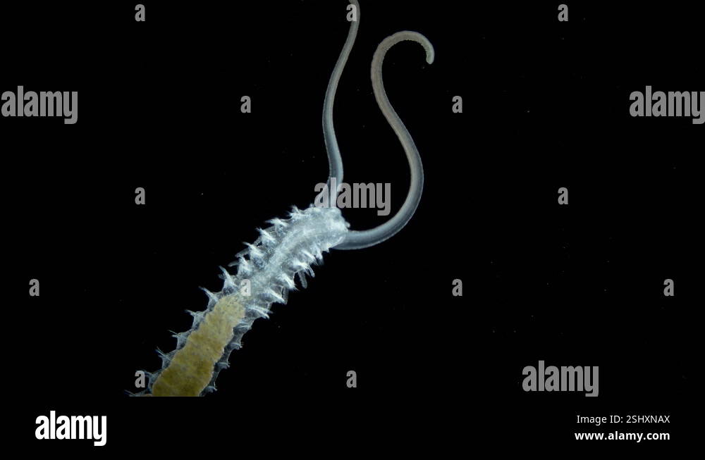 Worm family Spionidae under a microscope, class Polychaeta Stock Video ...