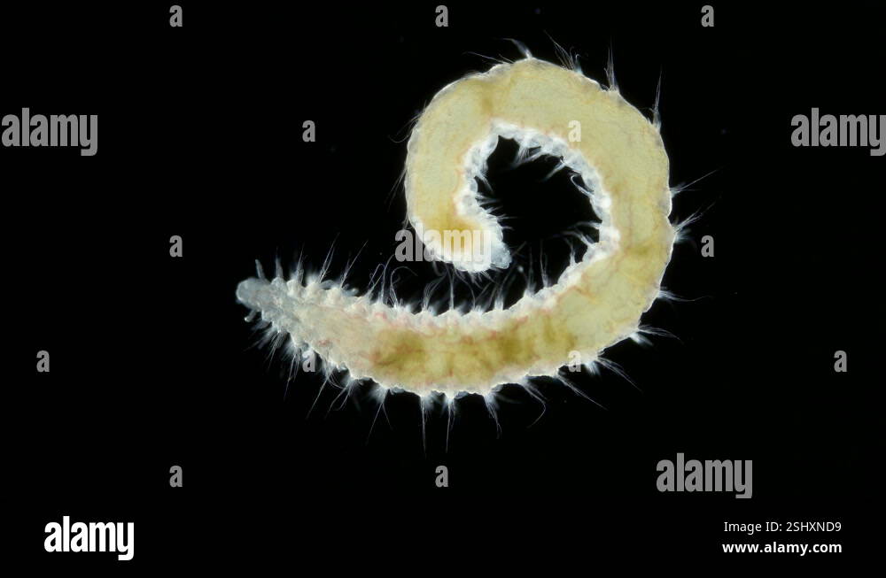 Worm Polychaeta family Amphinomidae under a microscope. Paramphinome ...