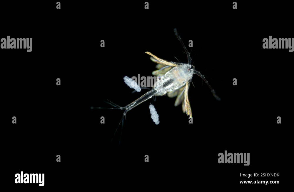 Crustacea order Cyclopoida under a microscope, class Copepoda ...