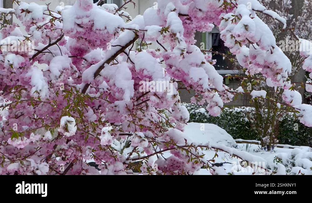 Blooming sakura under snow. First spring flowers in snow. Sudden frosts ...