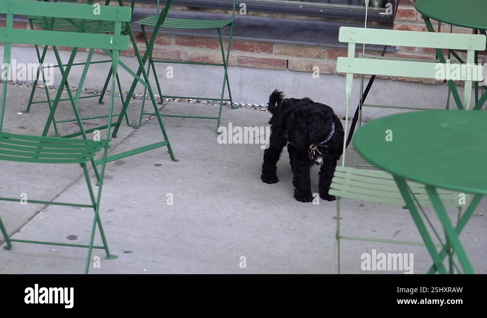 Cafe. Cafe without people. Overall plan Stock Video Footage - Alamy