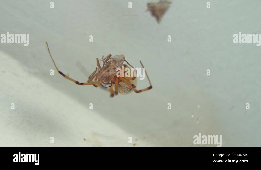 Close-up of a brown widow spider (Latrodectus geometricus) on her web ...
