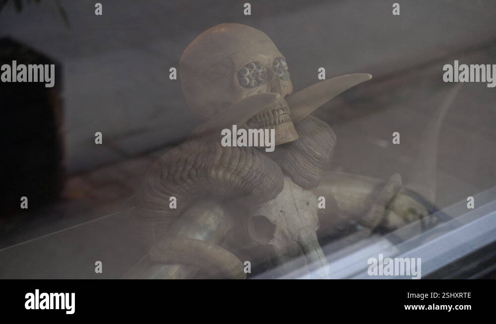 Scull. A human skull lies on a shop window Stock Video Footage - Alamy
