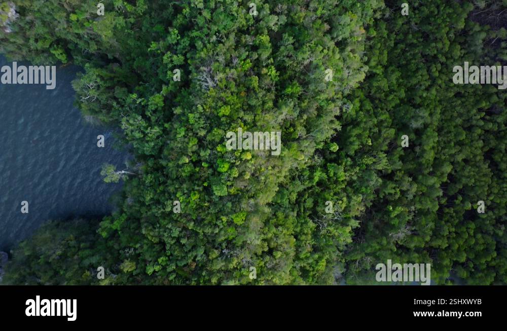 Top down aerial over lush vegetation of Los Haitises National Park in ...