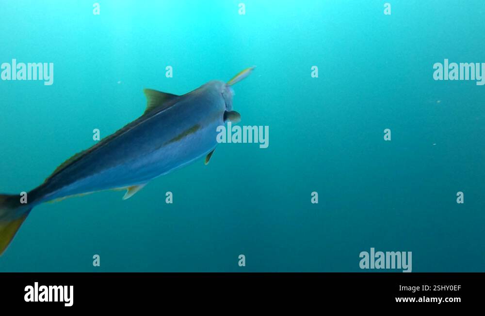 Yellowtail fish caught on crankbait lure swims through depths of ...