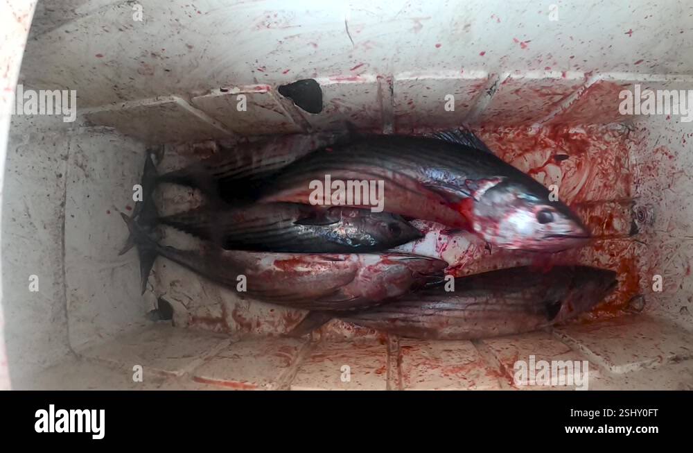 Bonita fish flap around trying to escape ice cooler after being caught ...