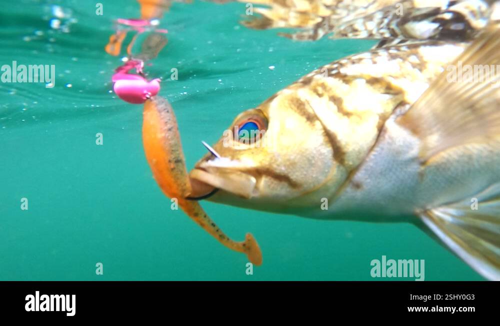 Calico bass fish caught on jig lure floats at surface tight angle Stock ...