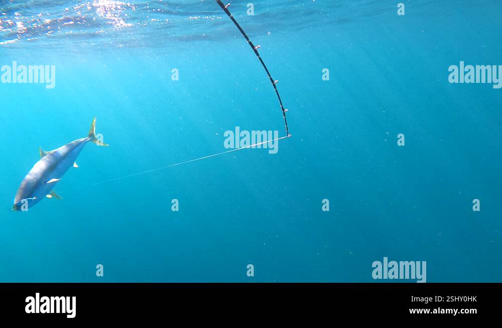 Underwater view of rod fighting with yellowtail fish, open ocean with ...