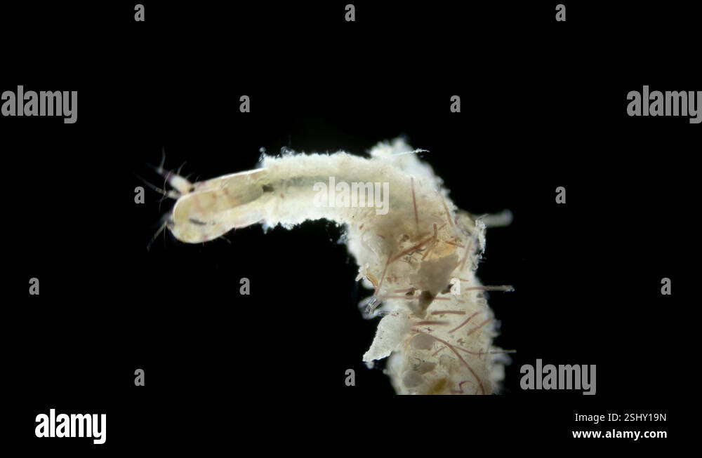 Malacostraca order Stock Videos & Footage - HD and 4K Video Clips - Alamy