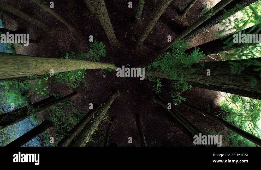 Drone Films From Canopy in California Redwood Forest As Girl Walks ...