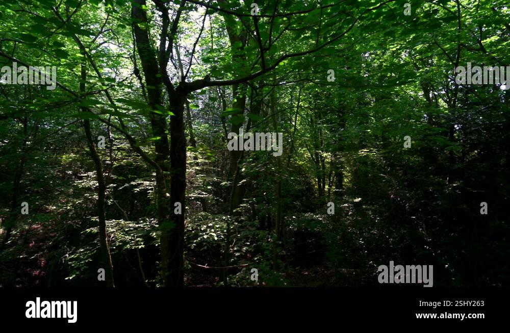 Brightforest Stock Videos & Footage - HD and 4K Video Clips - Alamy