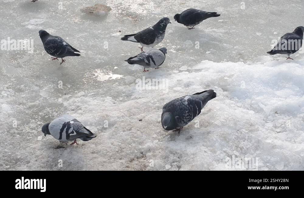 Ice pigeons Stock Videos & Footage - HD and 4K Video Clips - Alamy