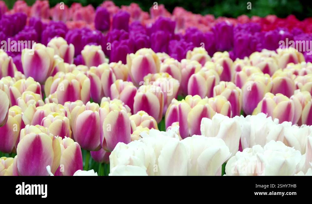 Spring tulip field in garden, Lisse, Amsterdam Netherlands Stock Video ...
