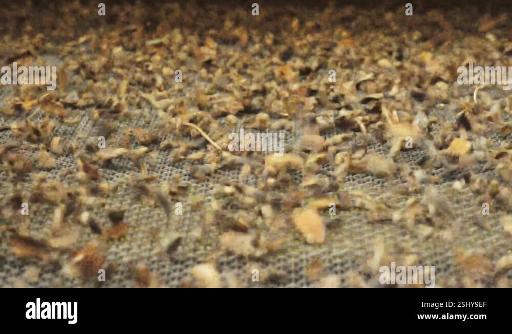 Pine cone seed sorting machine. Industrial collection of spruce and ...