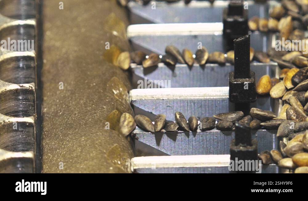 Cone seed sorting machine. Industrial planting of spruce and pine seeds ...