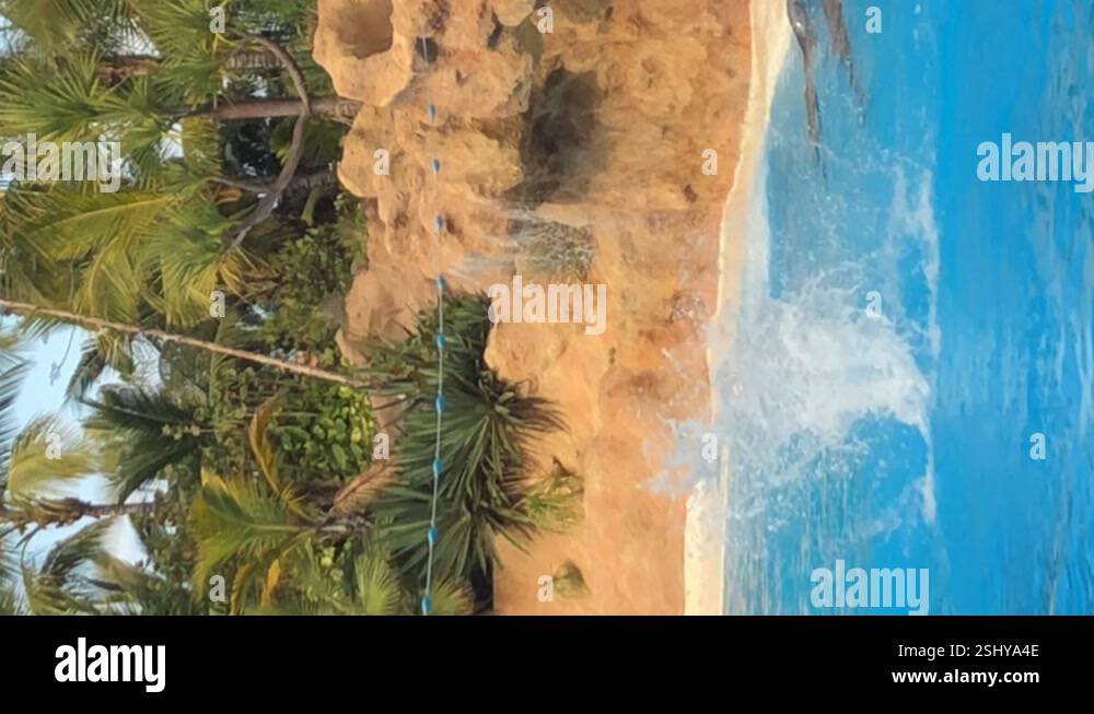 vertical of dolphin swimming and jumping in tropical beach with palm ...