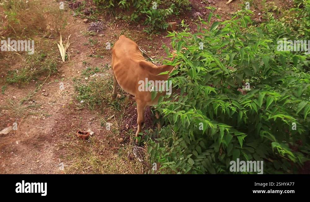 Overhead view of a cow eating young leaves of a bush, showing the ...