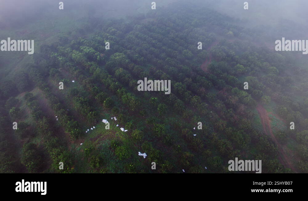 Cloudy shot of workers working in an orange grove in Penonome, Cocle ...