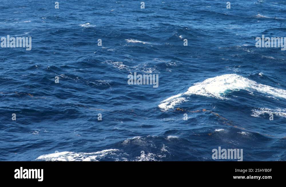 Ribbon-like streamers of seaweed viewed from cruise ship in the ...