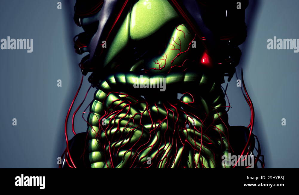animation of human internal organs Stock Video Footage - Alamy