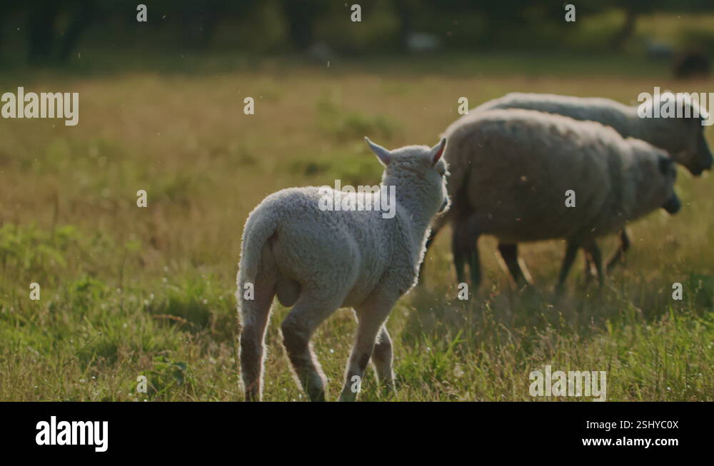 Cute baby lamb follows other sheep on a grass field. Farming and herding Stock Video Footage - Alamy