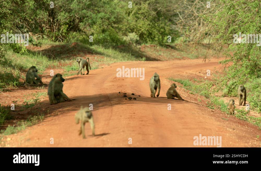 Troop Of Baboons Walking And Sitting In The Road In Masai Mara, Kenya ...