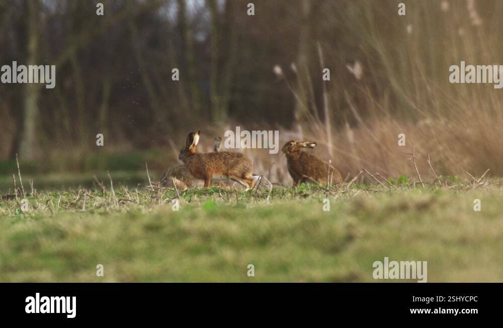 European hare doe fights off male (buck) trying to mate with her ...