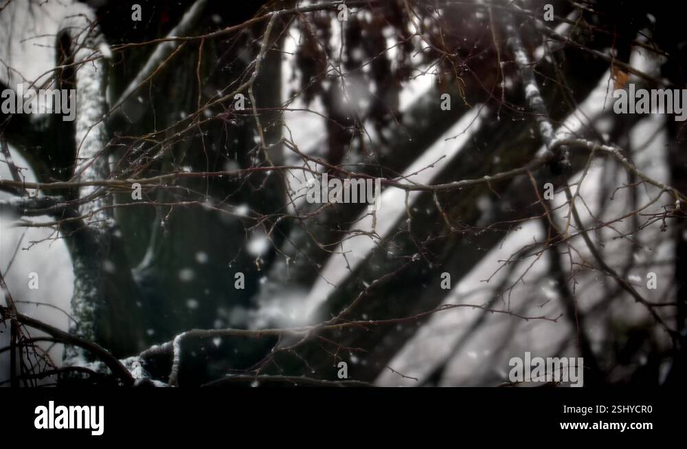 snow flakes on tree branches super slow motion Stock Video Footage - Alamy