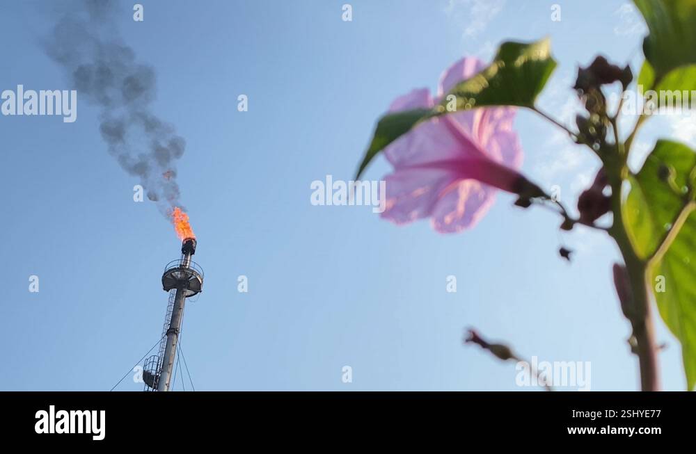Gas flare burning with pink flower on foreground, clear blue sky, low ...