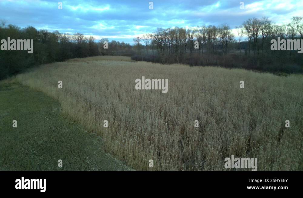 Reeds On Swampland In Nature Reserve With Dramatic Cloudscape Sky ...