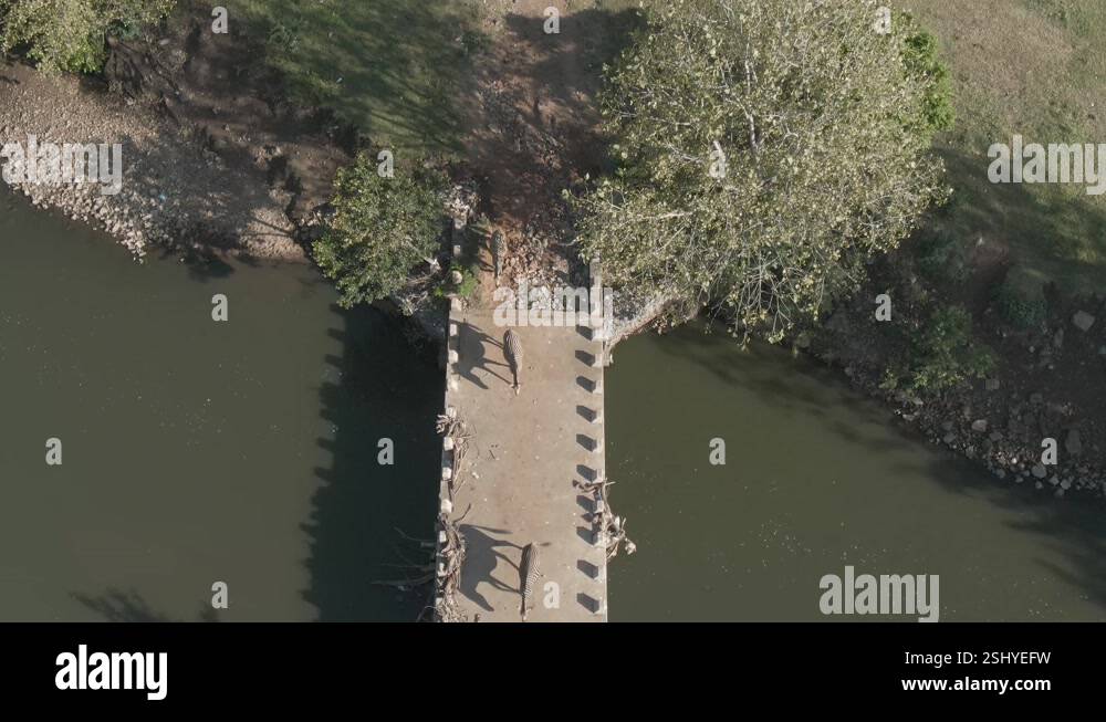 Drone aerial zebra's crossing low level bridge over river Stock Video ...