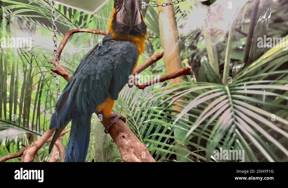 Angry blue and yellow colored Ara Ararauna macaw parrot in glass aviary ...