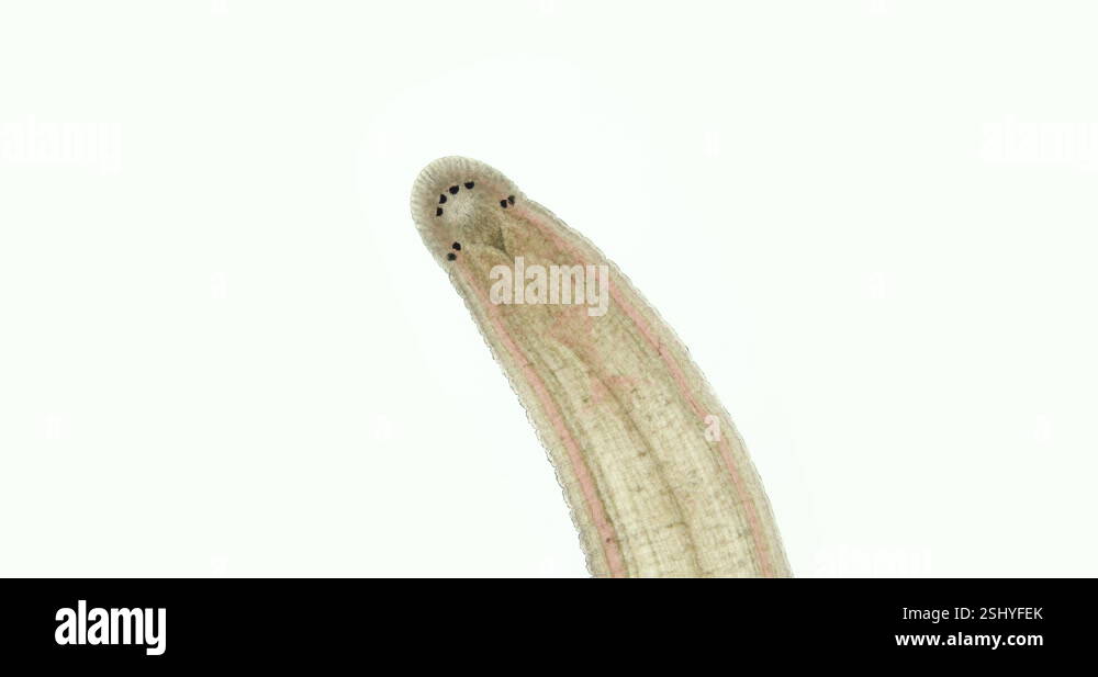 Leech family Erpobdellidae under a microscope, Arhynchobdellida ...