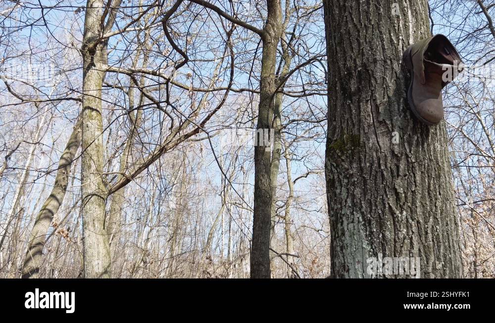 Unusual video of one single shoe boot hanging from a tree trunk in the ...