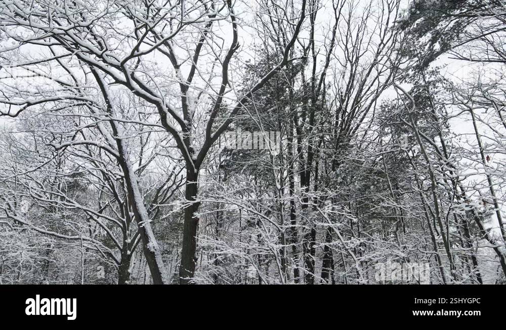 Snow falling off of the tops of trees after a heavy storm Stock Video ...