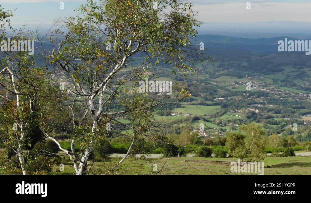 Drone flying around tree in green landscape of Pyrenees. Aerial ...