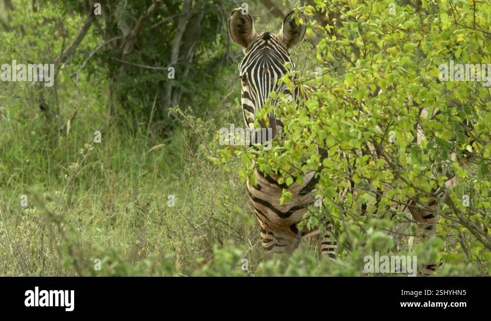 Plains Zebra Hiding Behind The Bush In Tsavo West National Park, Kenya ...