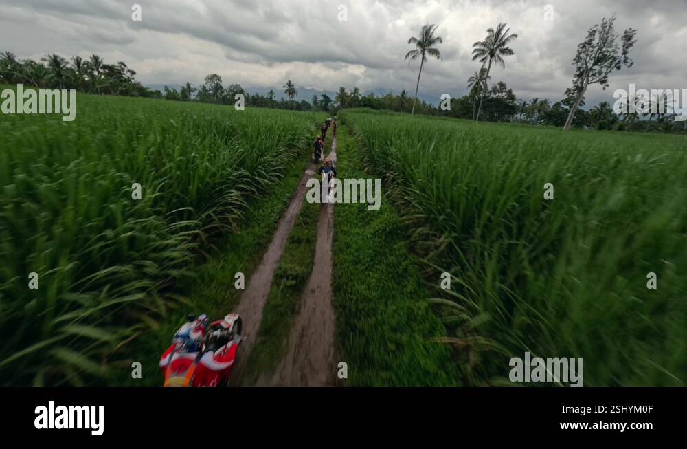 Dirt bikes enduro group speed race riding path exotic greenery palm ...