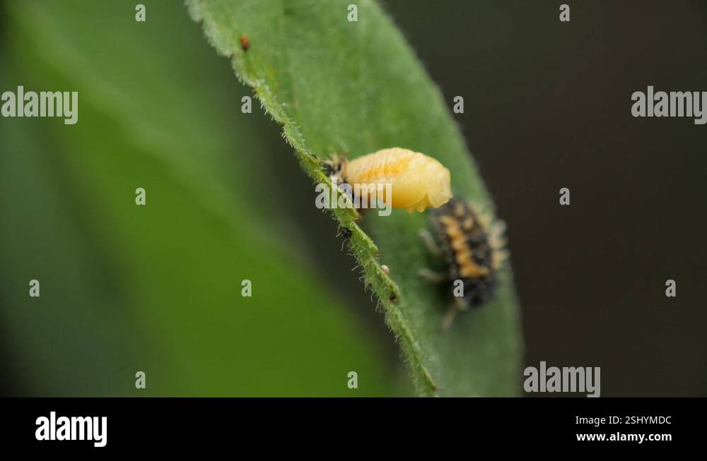 A lady bug larva next to a lady bird pupa on a green leaf during the ...