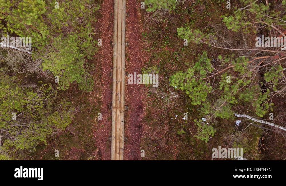 A Bird's-Eye View of a Serene Forest Trail in the Fall. Drone Going Up ...